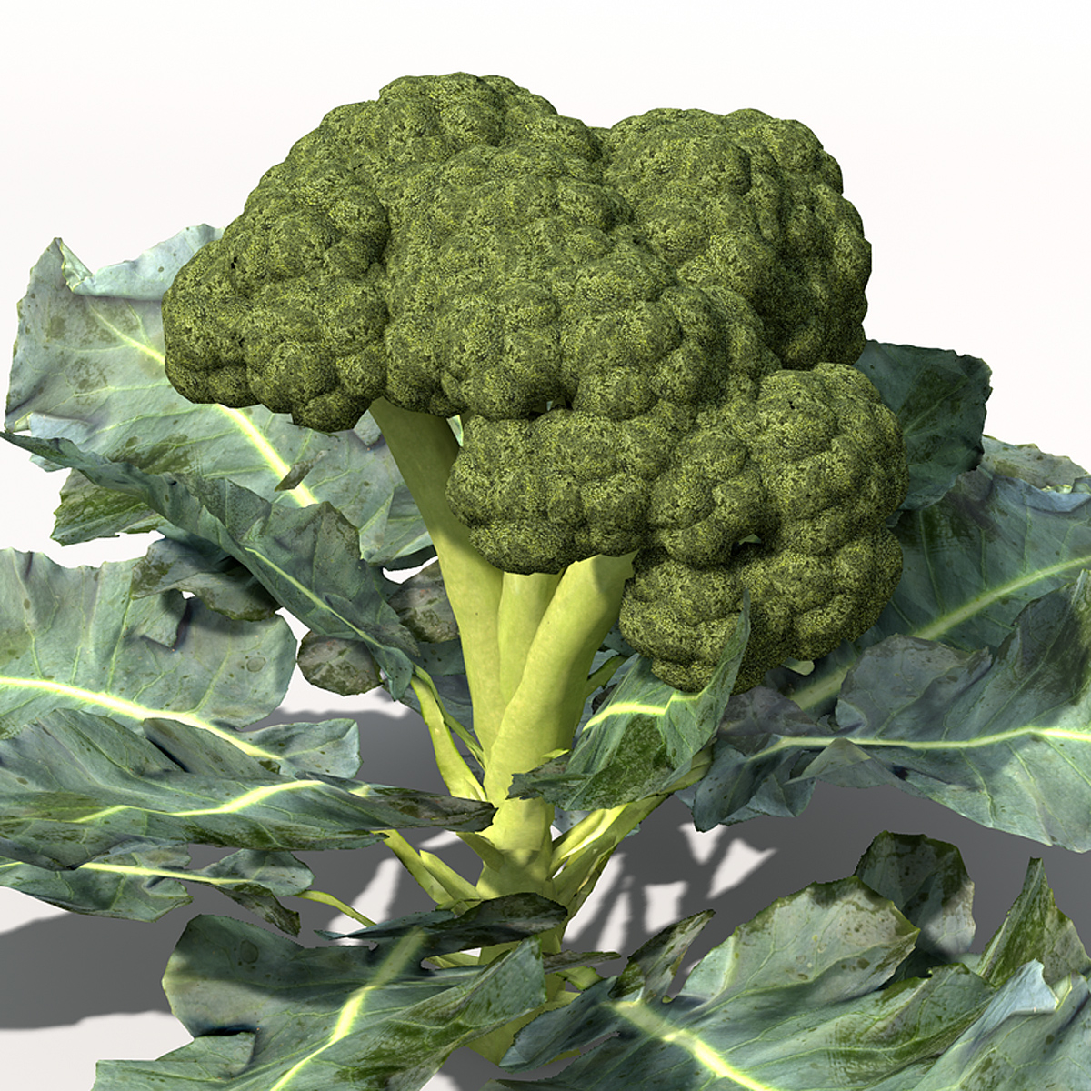 broccoli plant 3d model