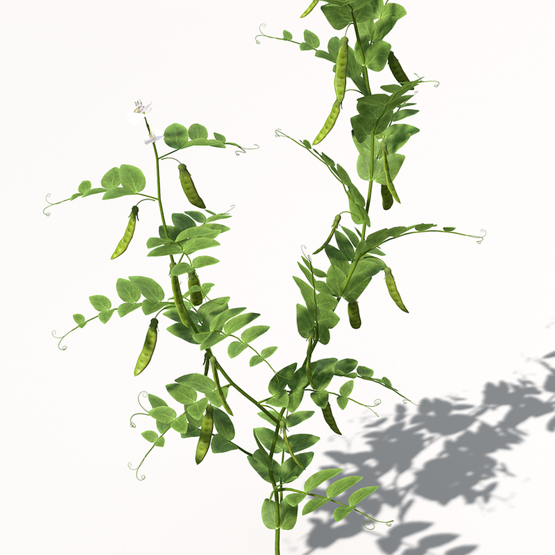 peas plant 3d model