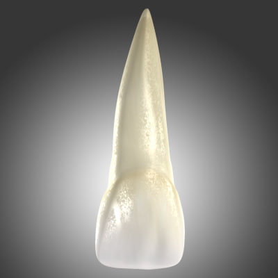 free 3ds model incisive tooth