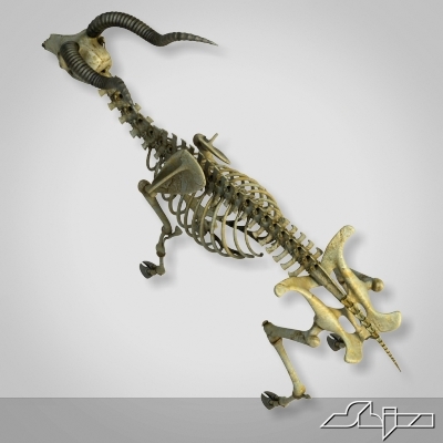 goat skeleton 3d model