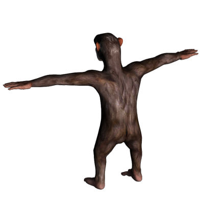 chimp primate 3d model