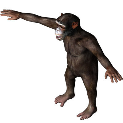 chimp primate 3d model