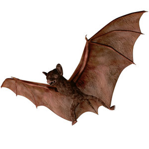 Bat 3D Models for Download | TurboSquid
