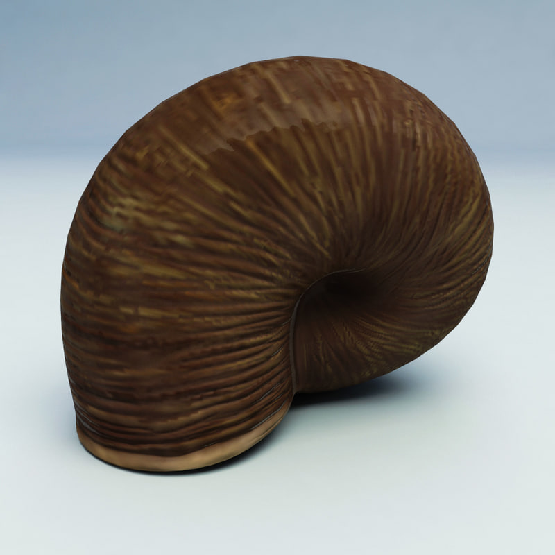 snail shell 3d model