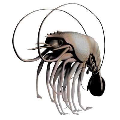 prawn 3d model