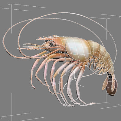 prawn 3d model