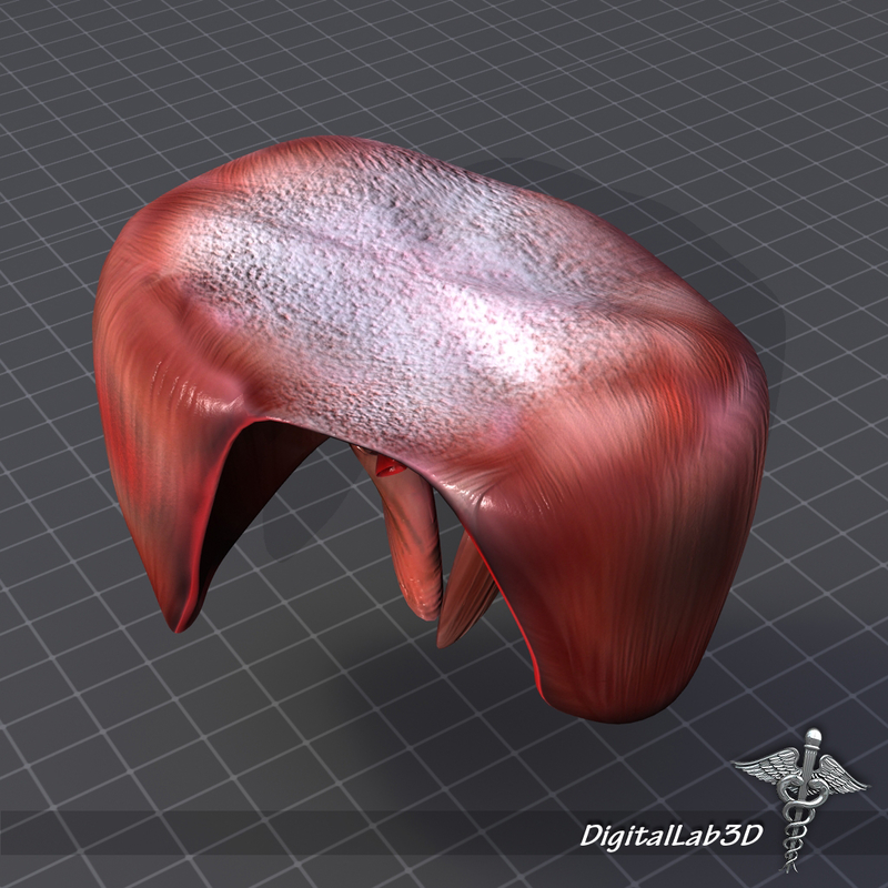 3d human diaphragm model