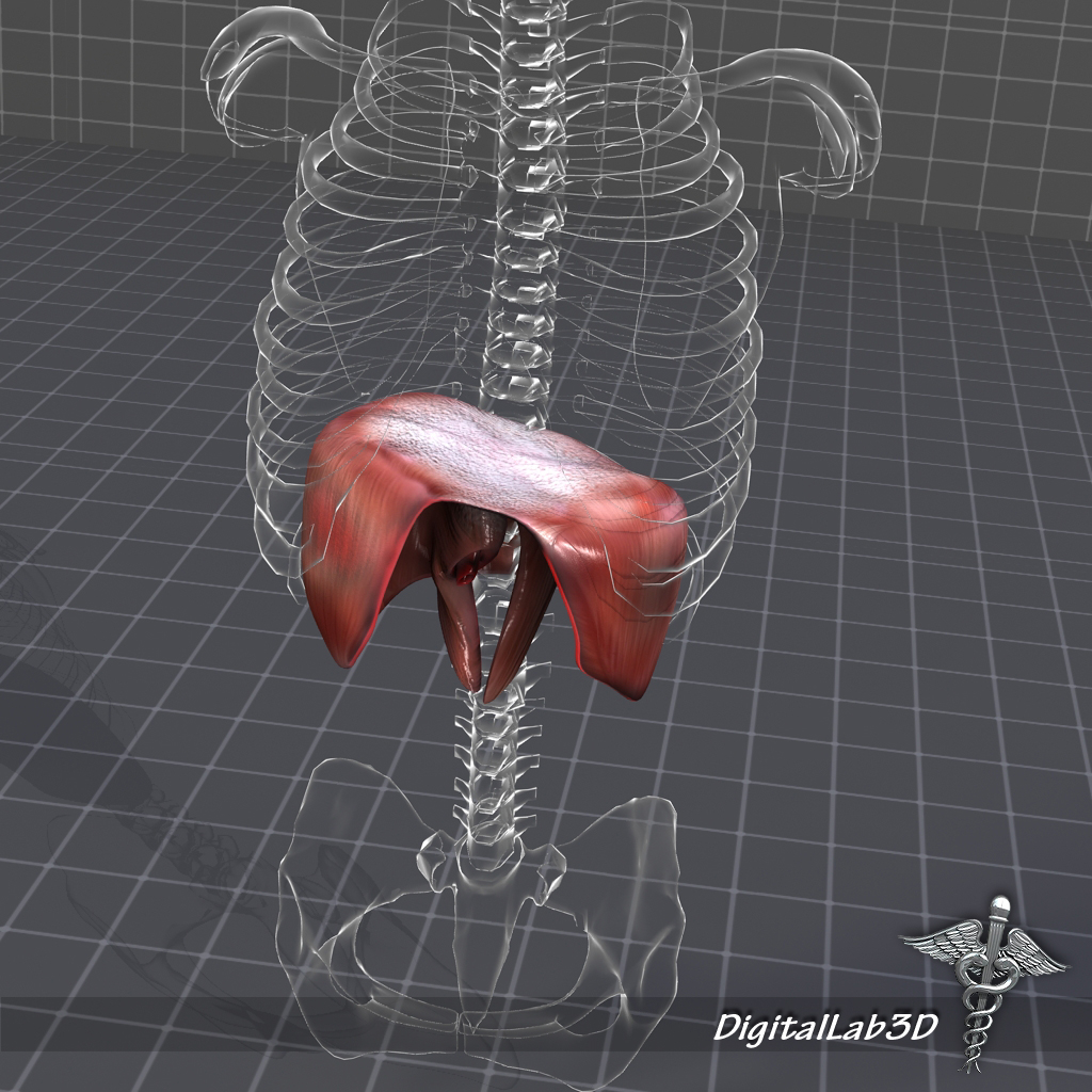 3d human diaphragm model
