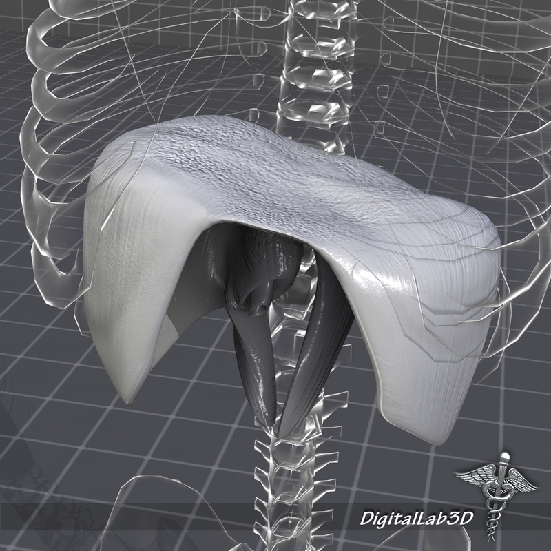 3d human diaphragm model