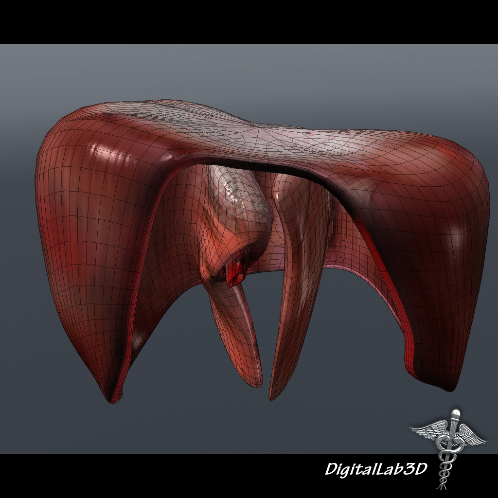 3d human diaphragm model