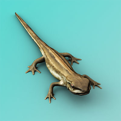 smooth newt lizards 3d model