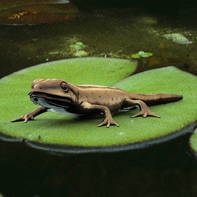 smooth newt lizards 3d model