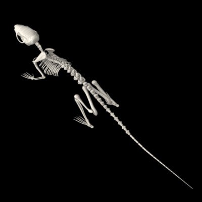 mouse skeleton 3d obj