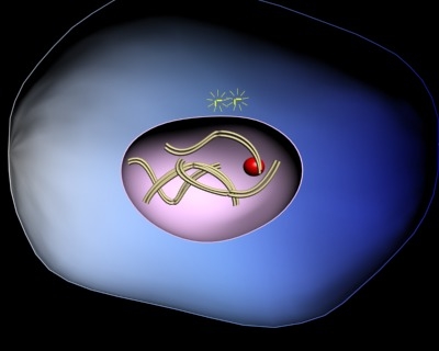 mitosis 3d model