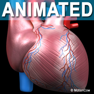 human heart pumping 3d model