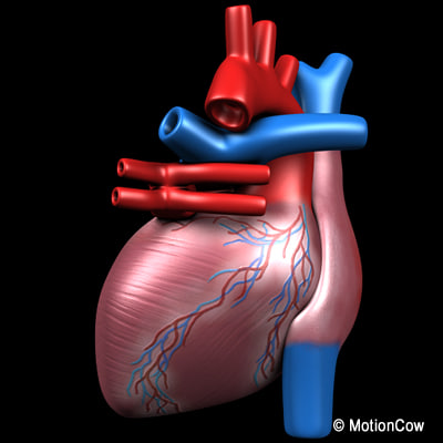human heart pumping 3d model