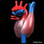 human heart pumping 3d model