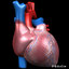 human heart pumping 3d model