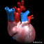 human heart pumping 3d model