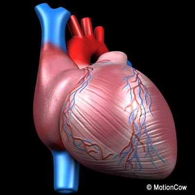 human heart pumping 3d model
