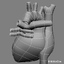 human heart pumping 3d model
