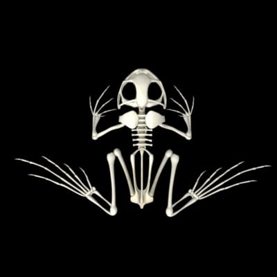 frog skeleton 3d model