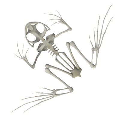 frog skeleton 3d model
