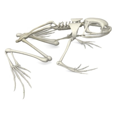 frog skeleton 3d model