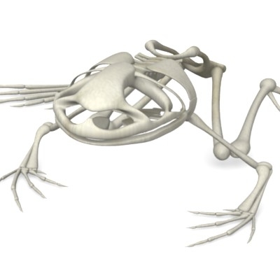 frog skeleton 3d model