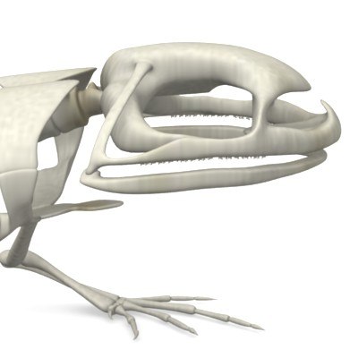 frog skeleton 3d model