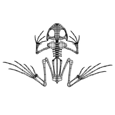 frog skeleton 3d model