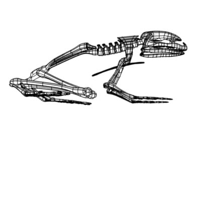 frog skeleton 3d model