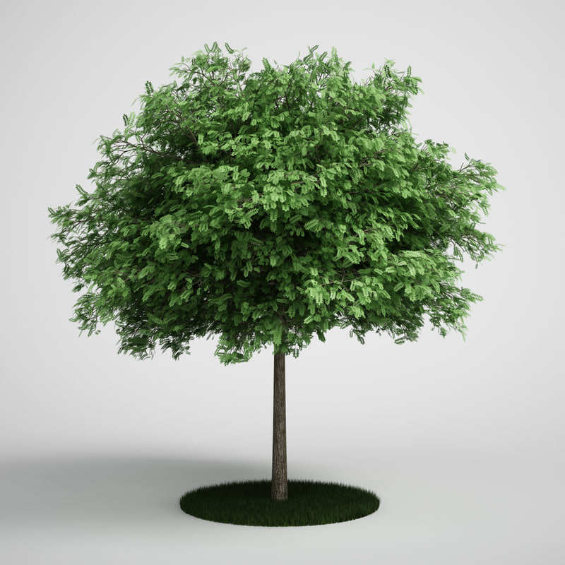3dsmax black locust robina