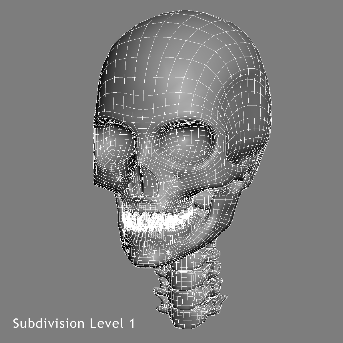 anatomical skull 3d model