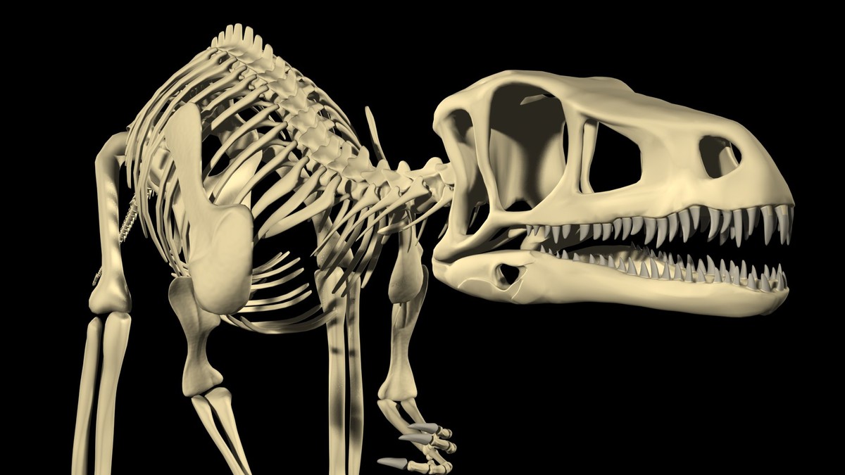 Dinosaur Skeleton 3D Models for Download | TurboSquid