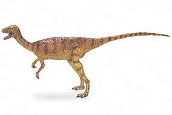 eoraptor lunensis dinosaur 3d model