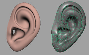 Free 3D Ears Models | TurboSquid