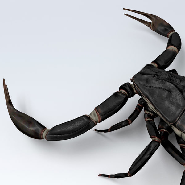 scorpion black 3d model