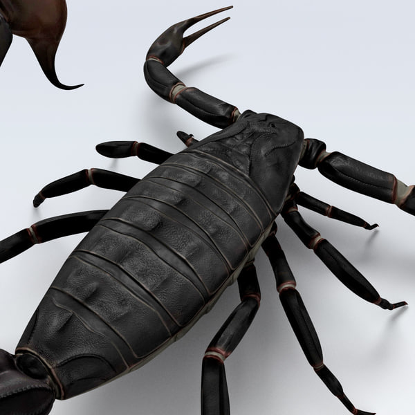 scorpion black 3d model