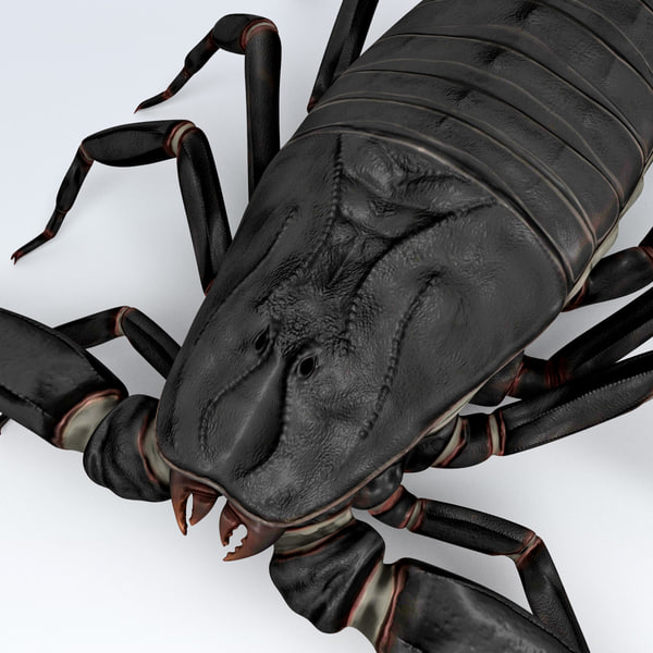 scorpion black 3d model
