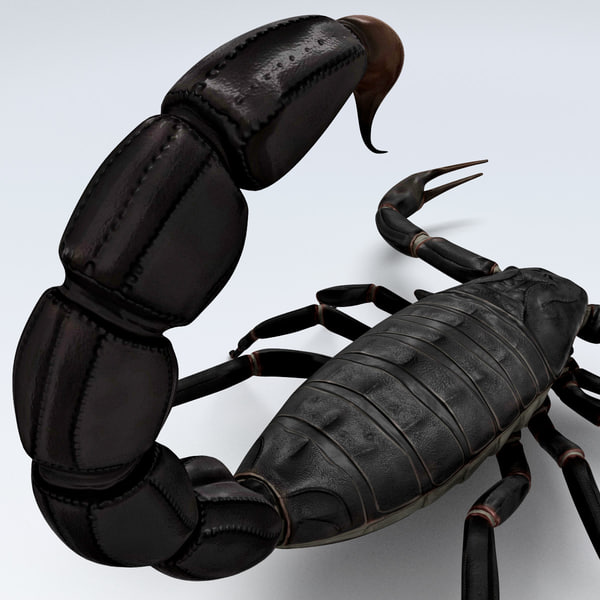scorpion black 3d model