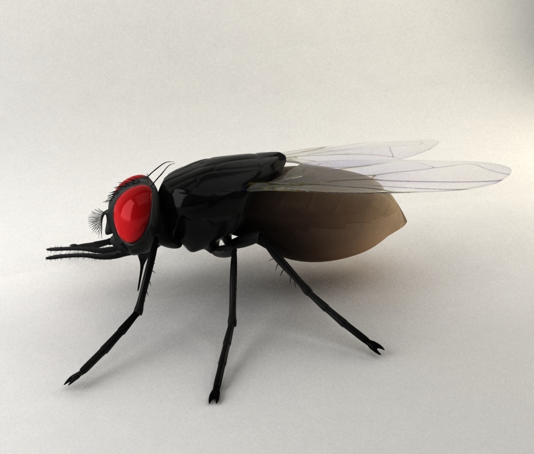 modelo 3d Fly - Vray materiales - TurboSquid 556677