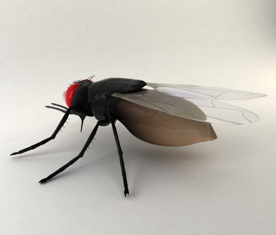 modelo 3d Fly - Vray materiales - TurboSquid 556677