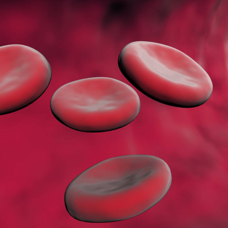 red blood cell 3d model