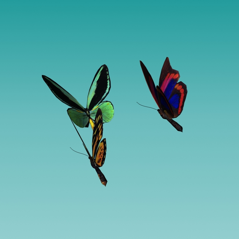 colorful butterflies 3d model