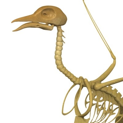 realistic bird skeleton 3d model