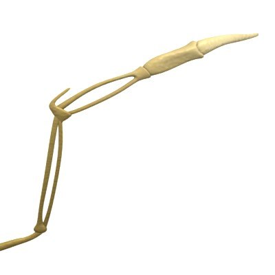 realistic bird skeleton 3d model