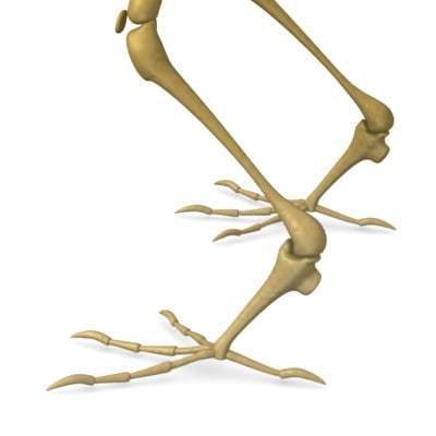 realistic bird skeleton 3d model