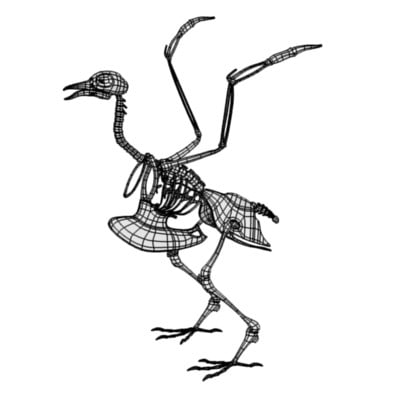 realistic bird skeleton 3d model