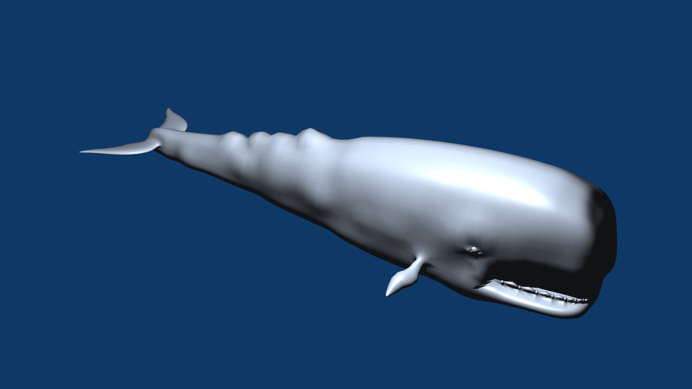sperm whale 3d model